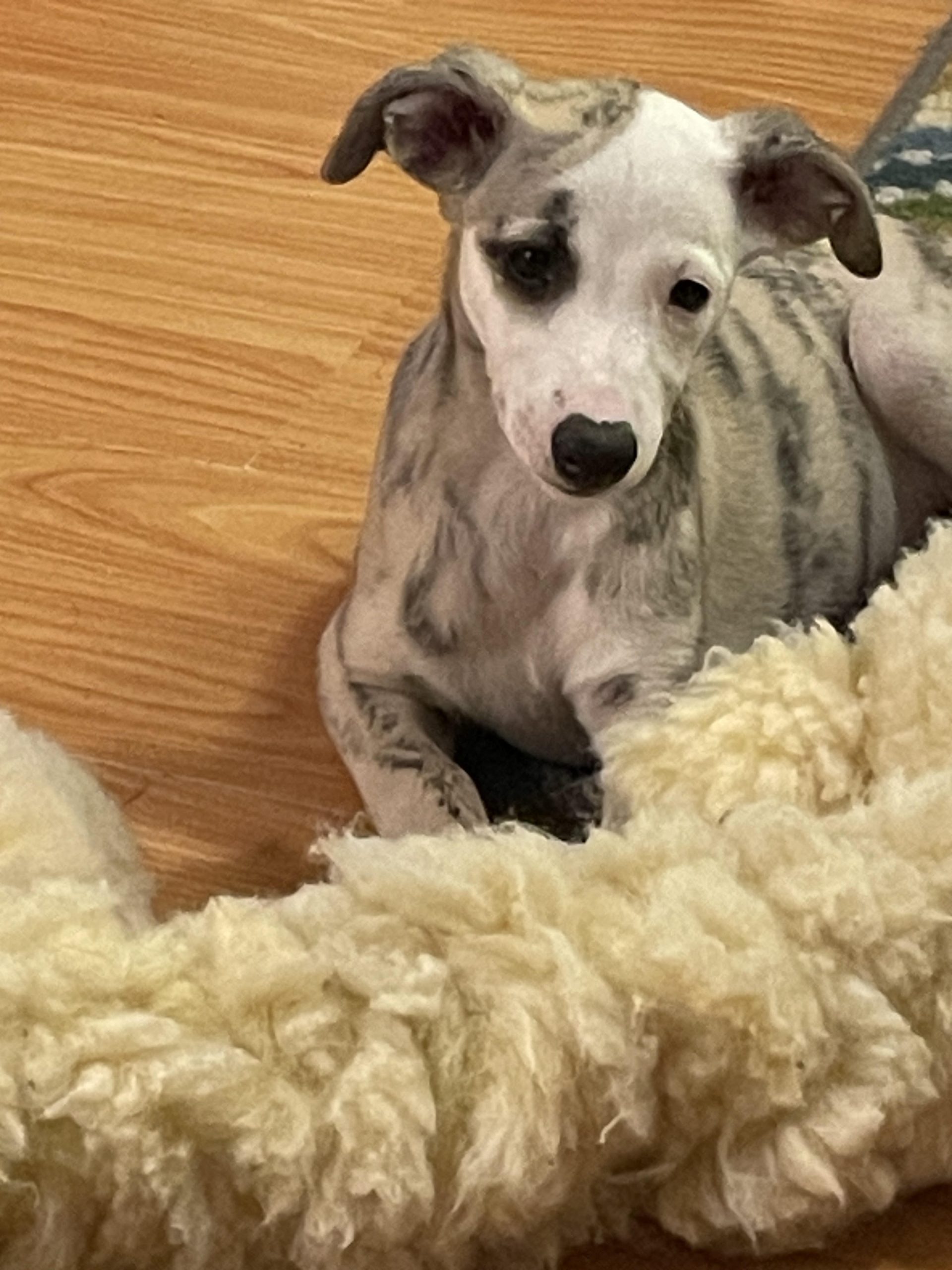 Available – Sovereign Whippets